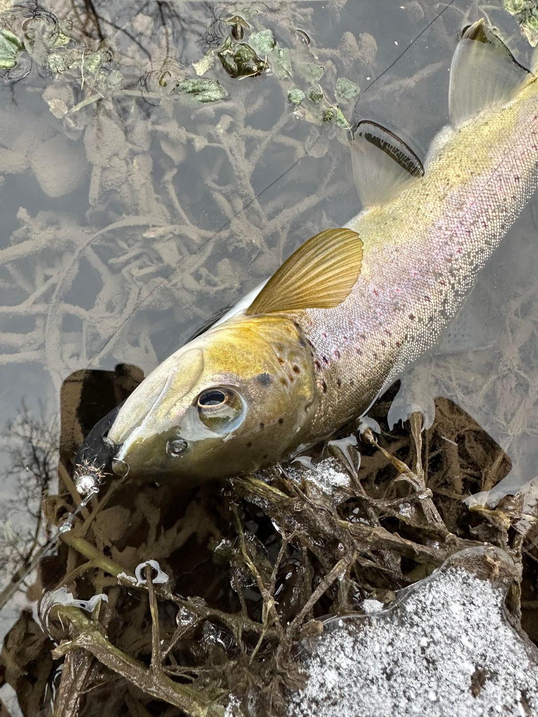 Root River Rod Co – RootRiverRodco